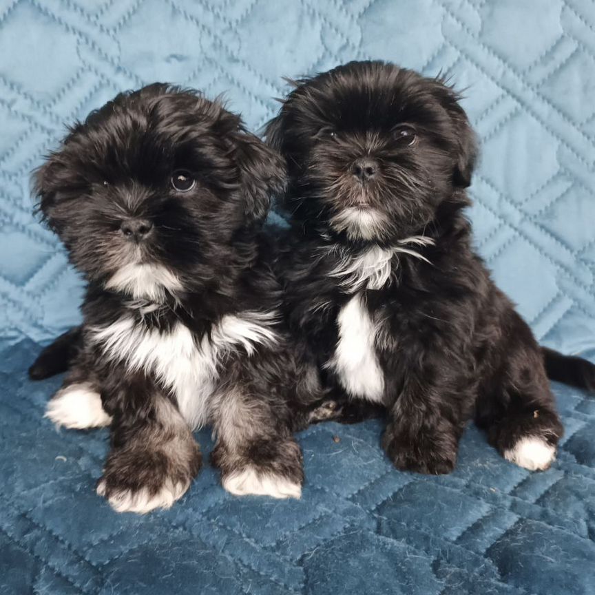 Лхасский апсо, щенок