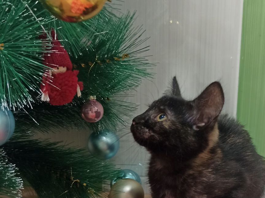 SOS котёнок малышка Aйрин ждет тебя