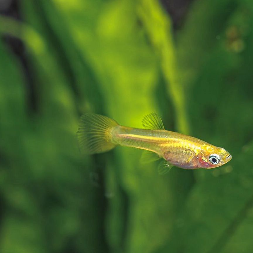 Гуппи (Guppy) — живые аквариумные рыбки