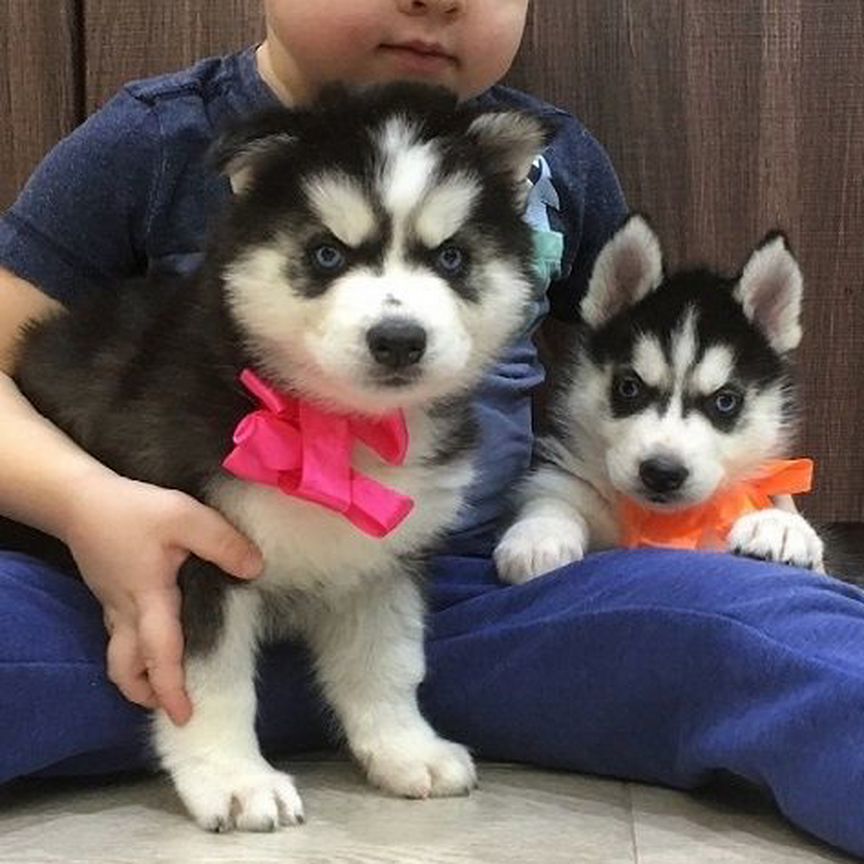 Шикарнейшие щенки хаски