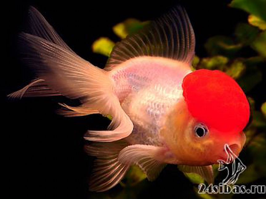 Оранда "Красная Шапочка" (Carassius auratus var.)