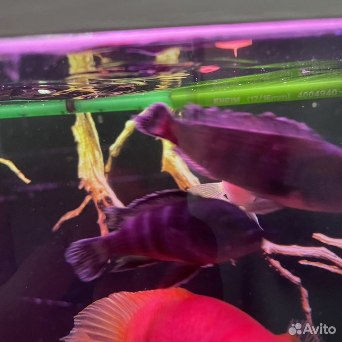 Рыбки Цыхлиды