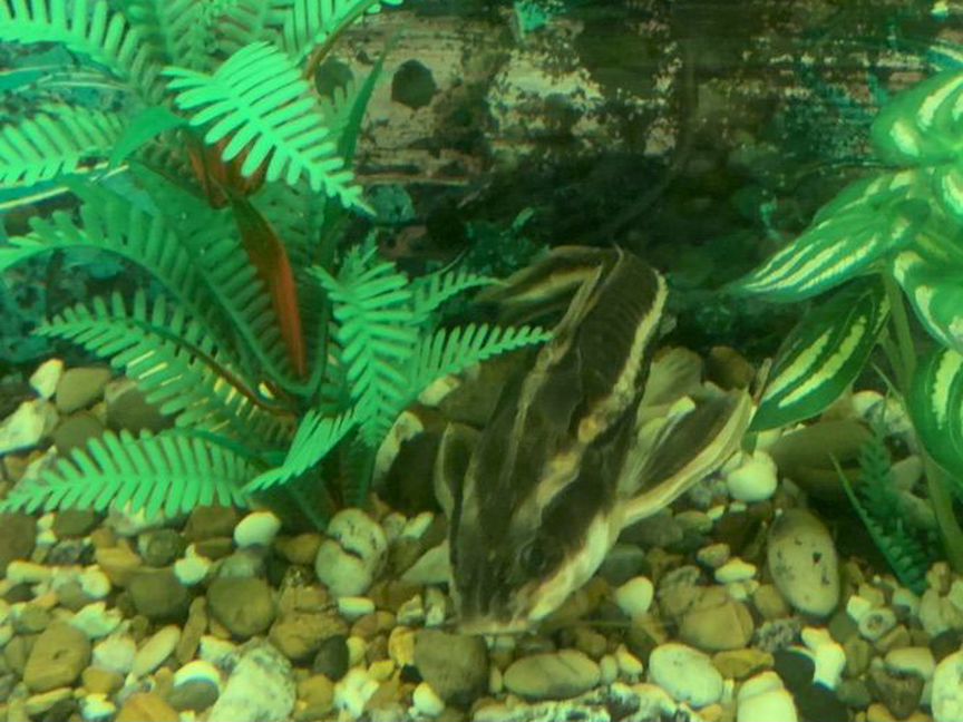 Живая рыба Сом