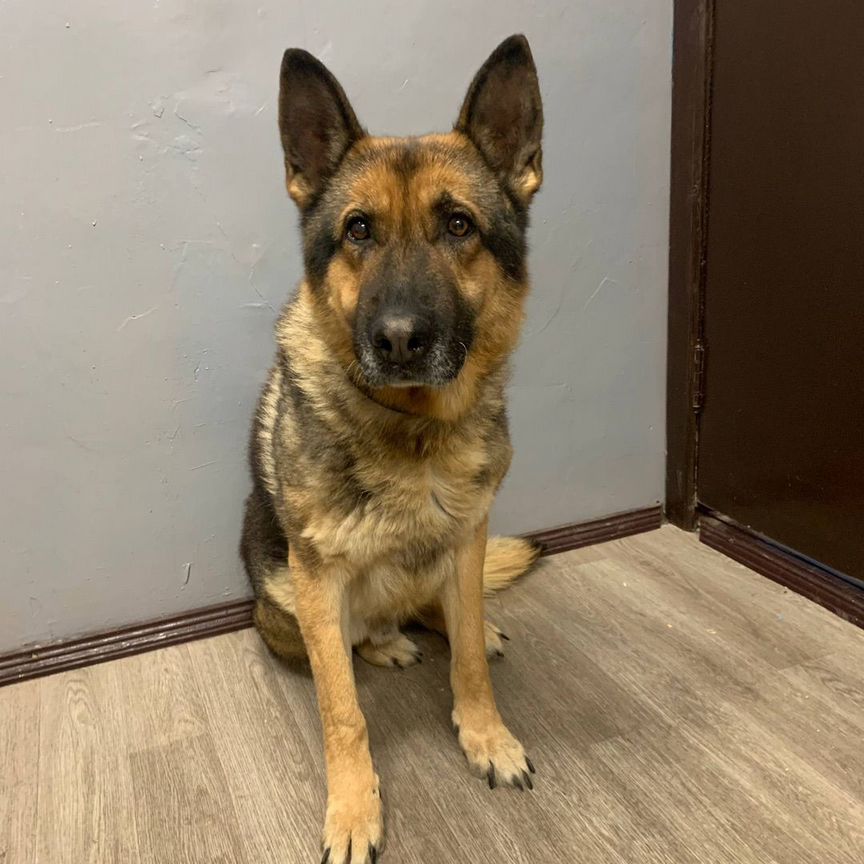 Немецкая овчарка, взрослый пёс