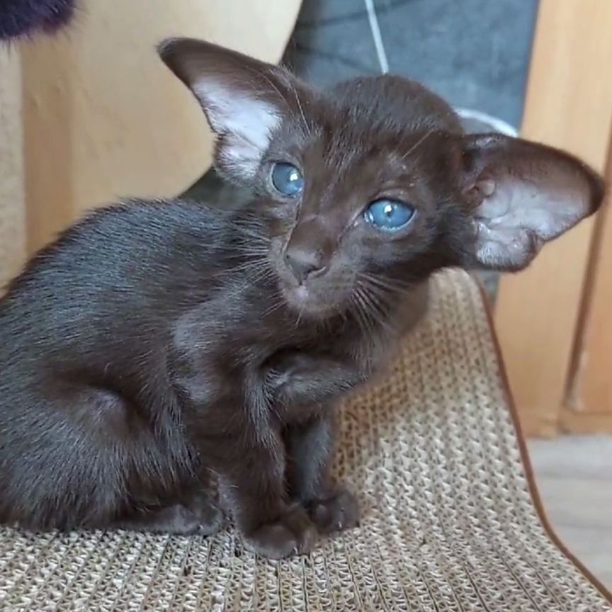 Ориентальные котята