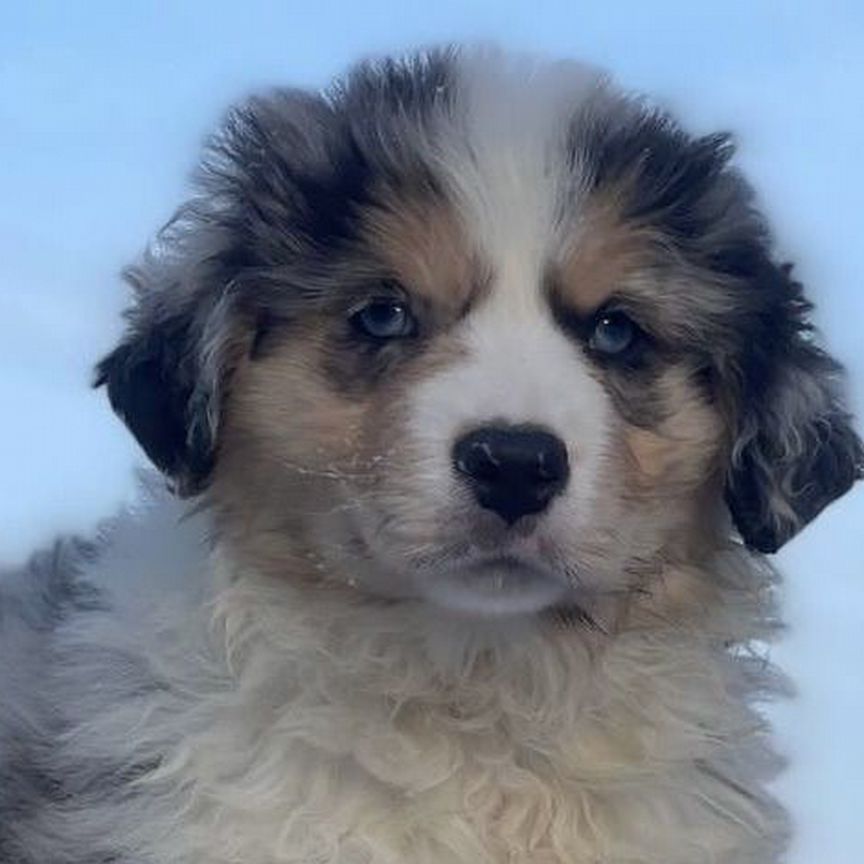 Миниатюрная американская овчарка, щенок