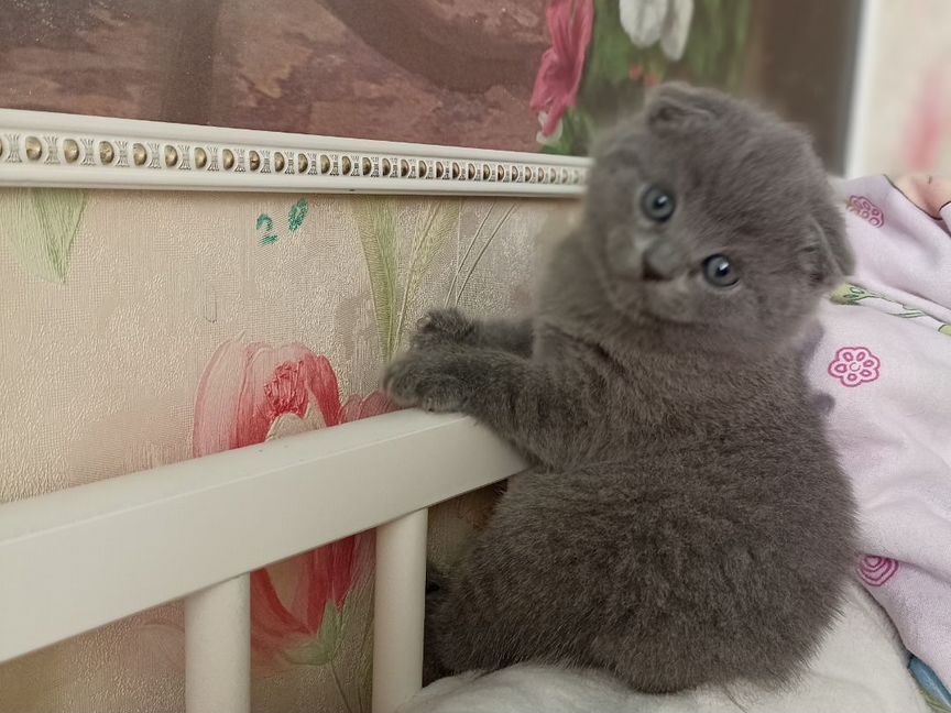 Шотландский вислоухий