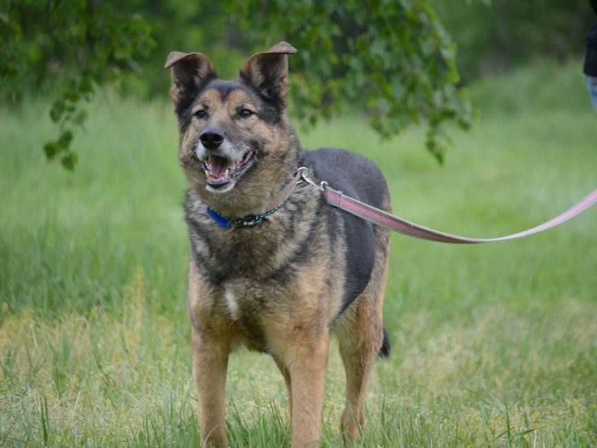 Добрая собака в добрые руки