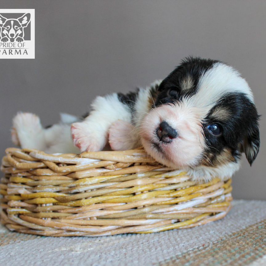 Вельш Корги Кардиган, щенок