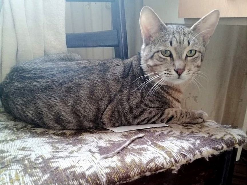 Котики ищут дом