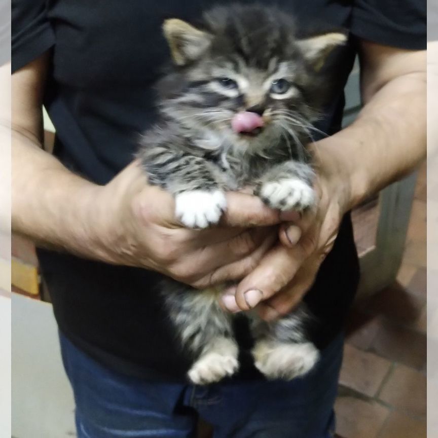 Котенок мальчик пушистый
