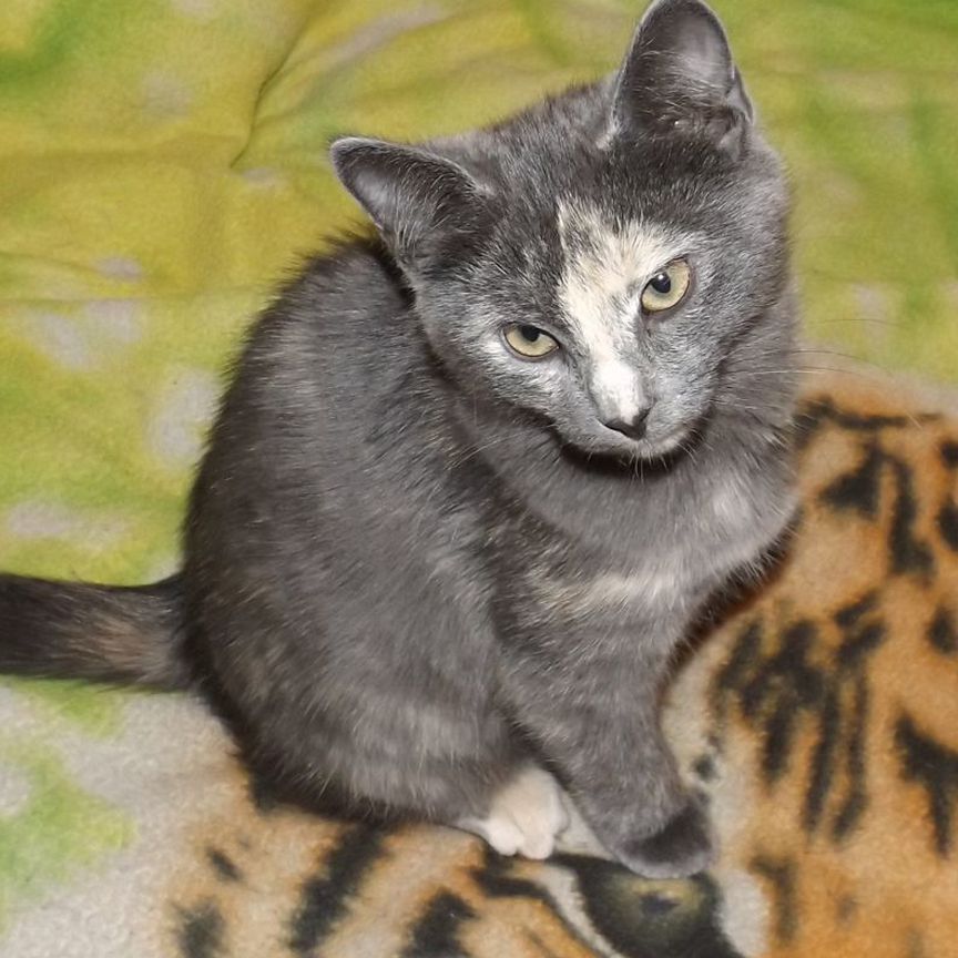 Котенок девочка Волнушка