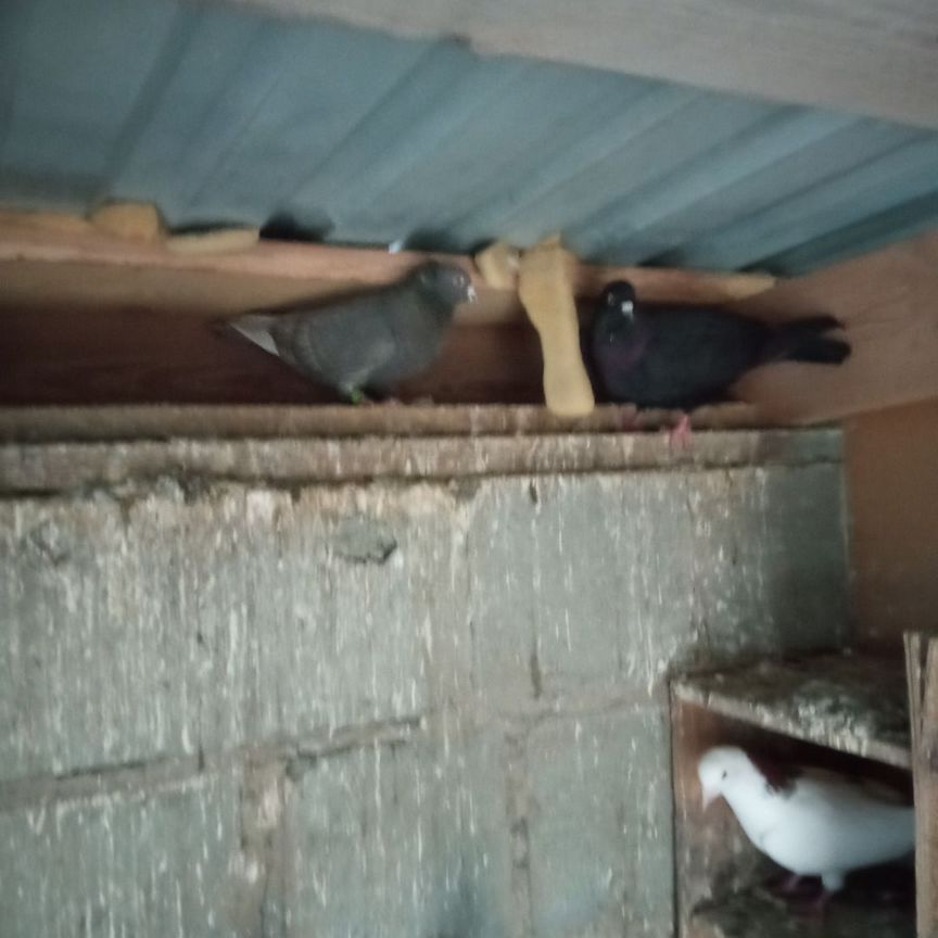 Голуби бакинцы и чебаркуль одни голубя