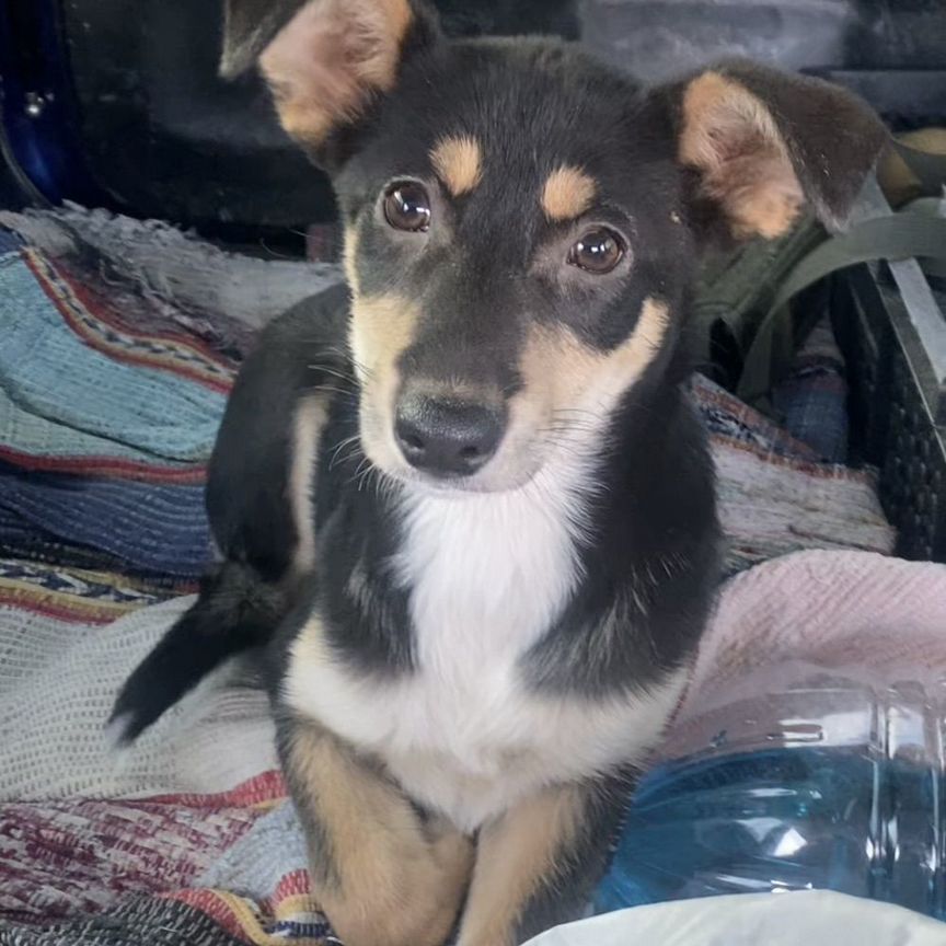 Щенок в добрые руки