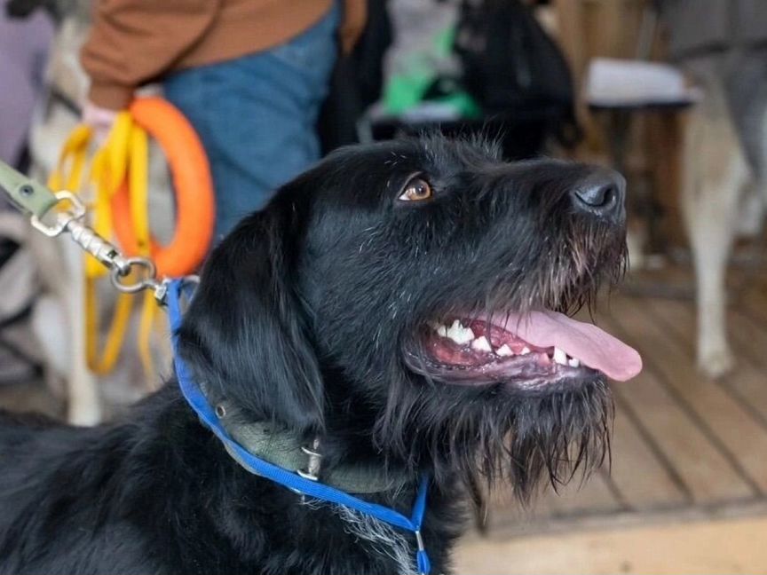 Дратхаар всю жизнь на цепи