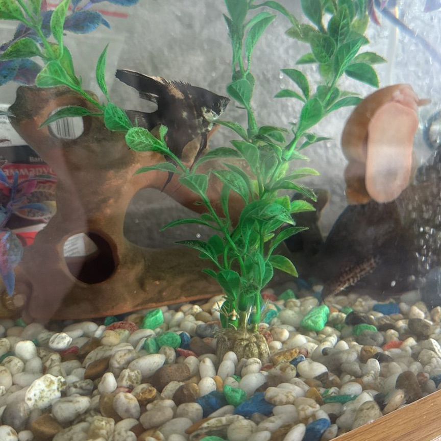 Аквариум с рыбками