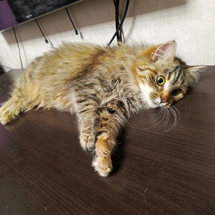 Котенок в добрые руки