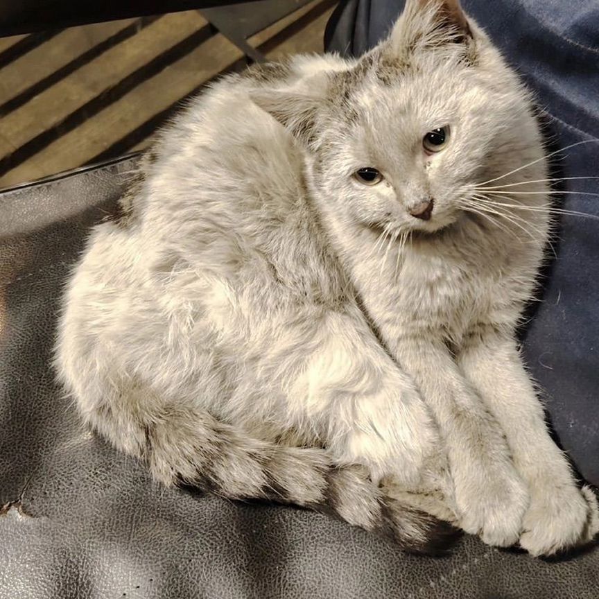 SOS котята в добрые руки