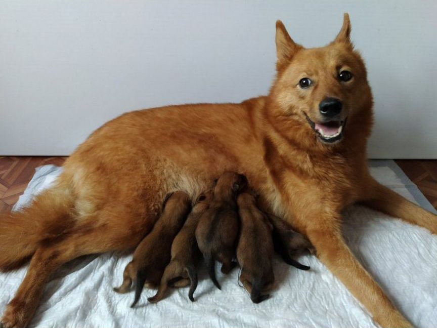 Щенки от карело финской лайки -метисы