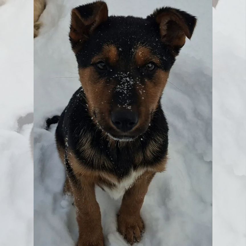 Немецкая овчарка, щенок