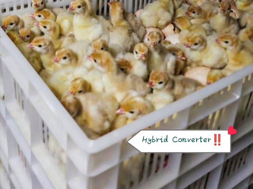 Индюшата породы Hybrid Converter