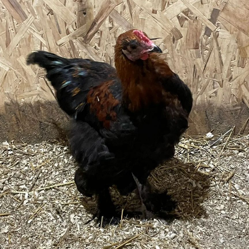 Молодые петухи