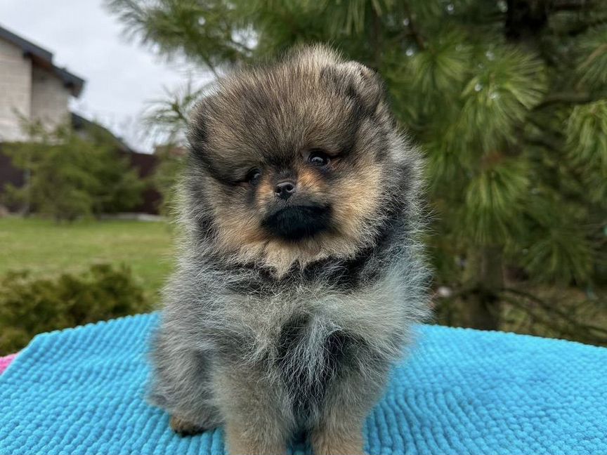 Шпиц померанскии мини