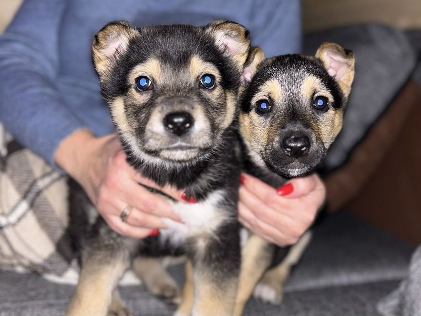 Щенки лайка с волком