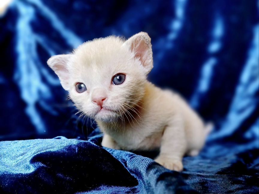 Бурманские котята