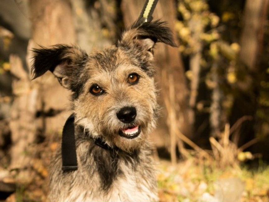 Маленькая собака в добрые руки