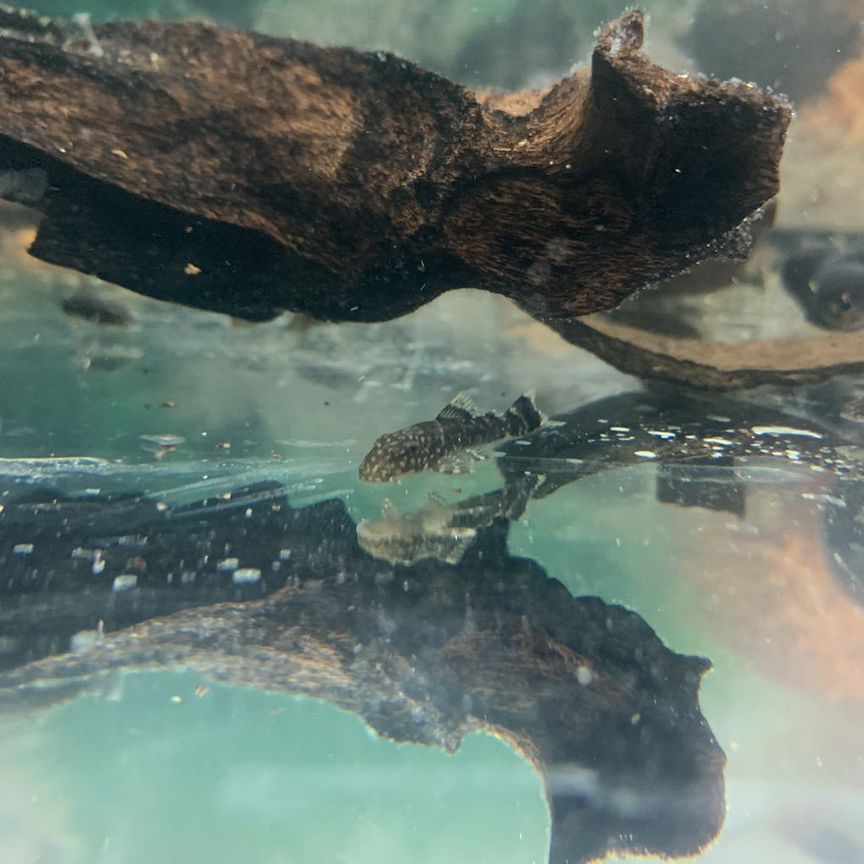 Мальки Анциструса