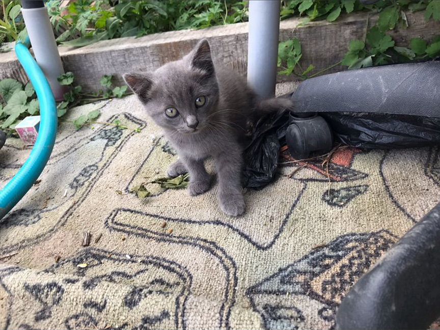 Отдам котят от кошки мышиловки