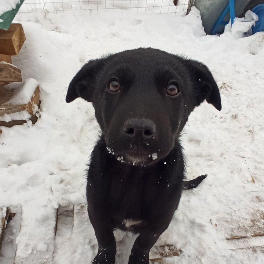 Щенок- мальчик бесплатно