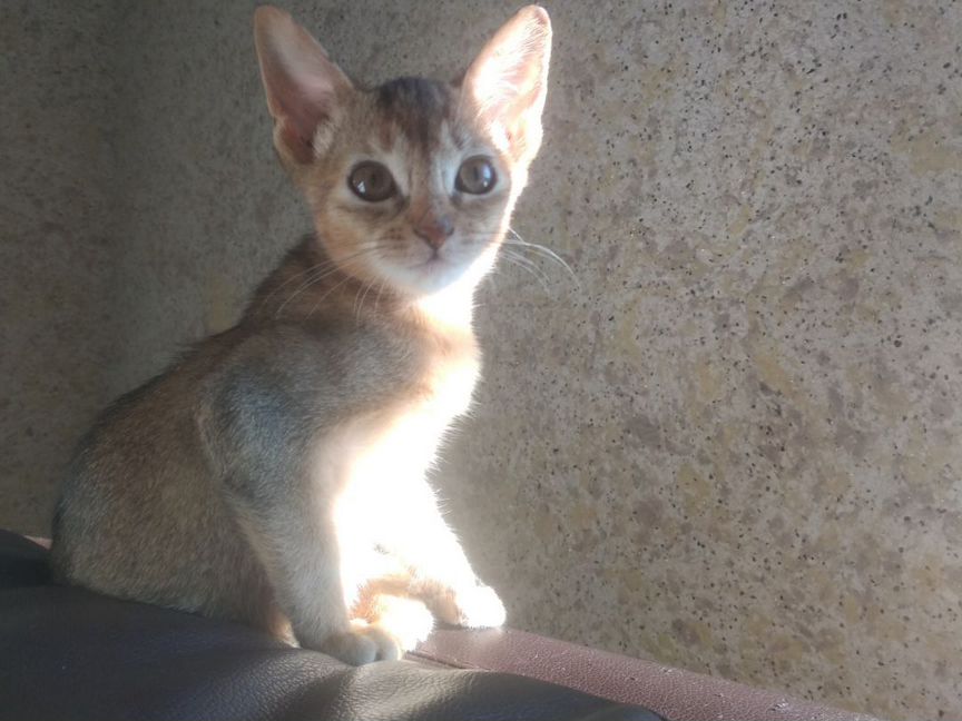 Абиссинская