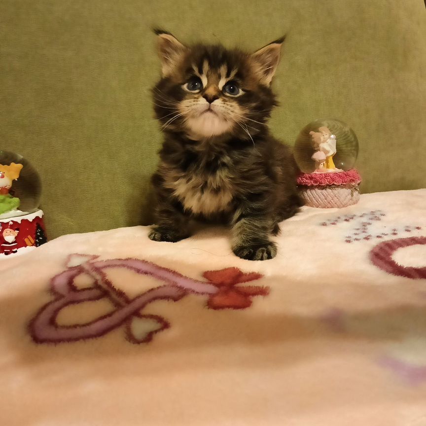 Котëнок мейн-кун