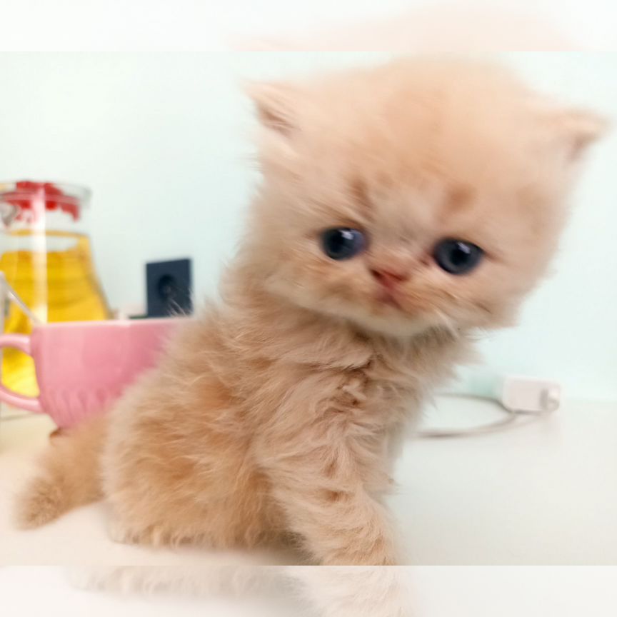 Персидский котёнок