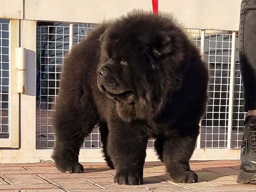 Щенки чау-чау