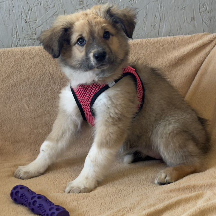 Щенок в добрые руки