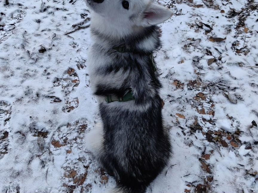 Небольшая якутская собака