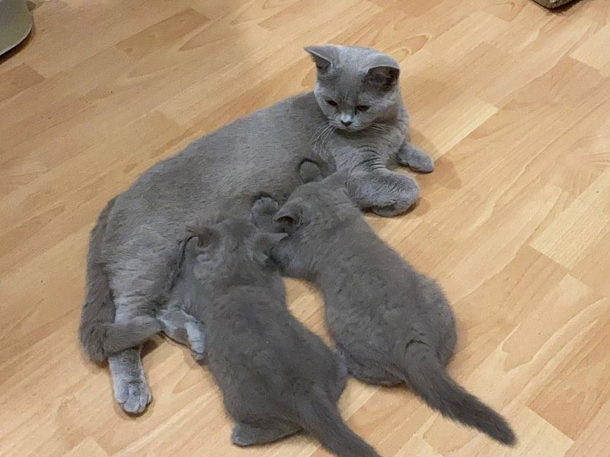 Британские котята лиловый окрас