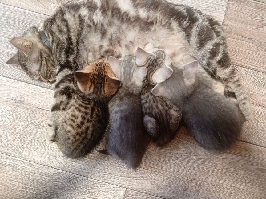 Котята в добрые руки, за шоколадку