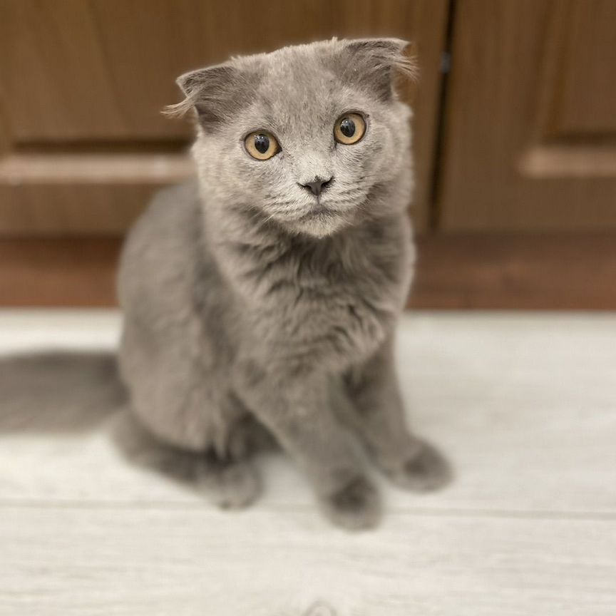 Британский котенок 2 месяца мальчик