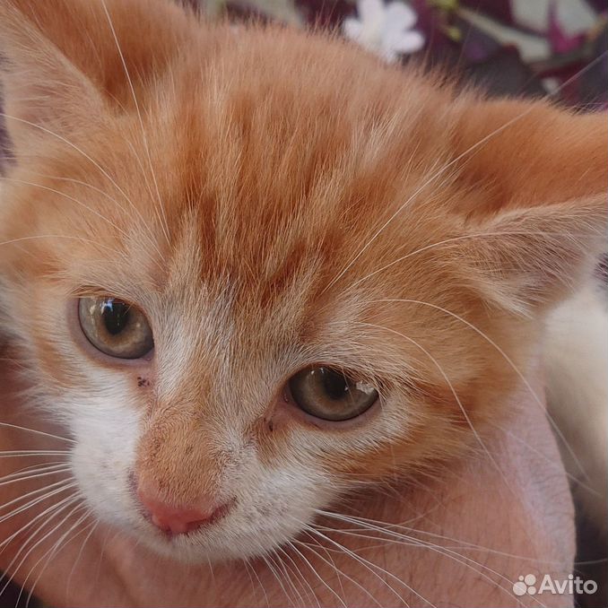 Котёночек в вашу семью