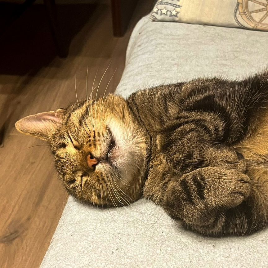 Коты в добрые руки