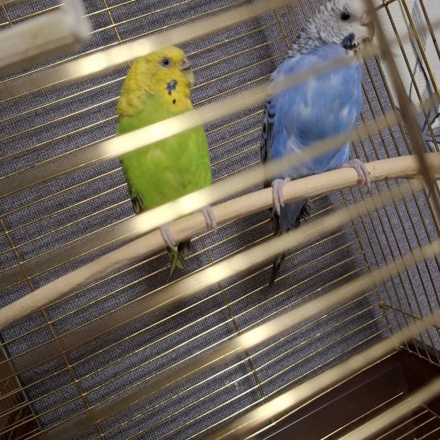 Волнистый попугай