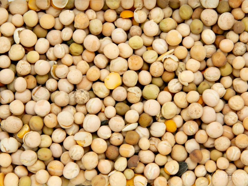 Горох кормовой