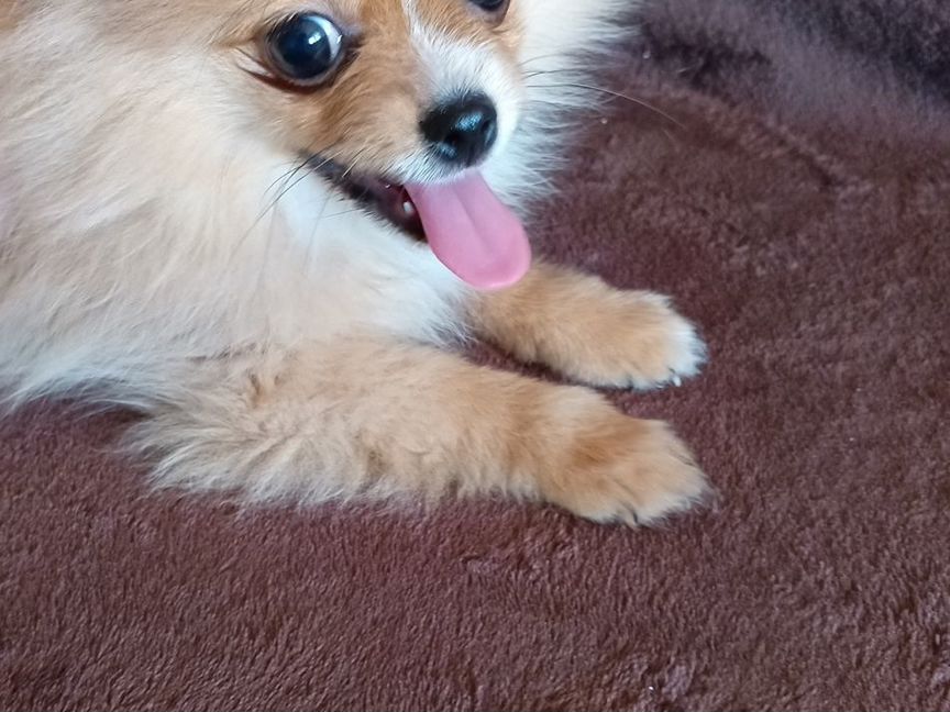 Продаётся немецкий шпиц малый