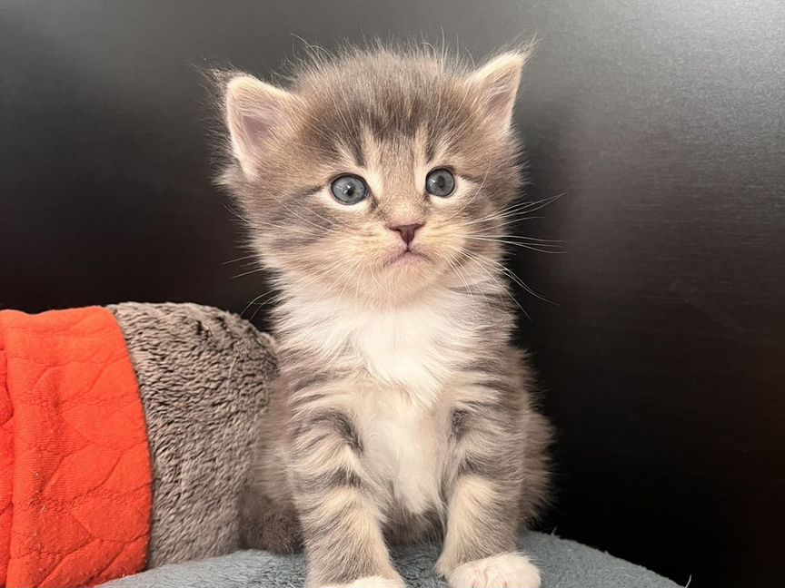 Котята мэйн кун