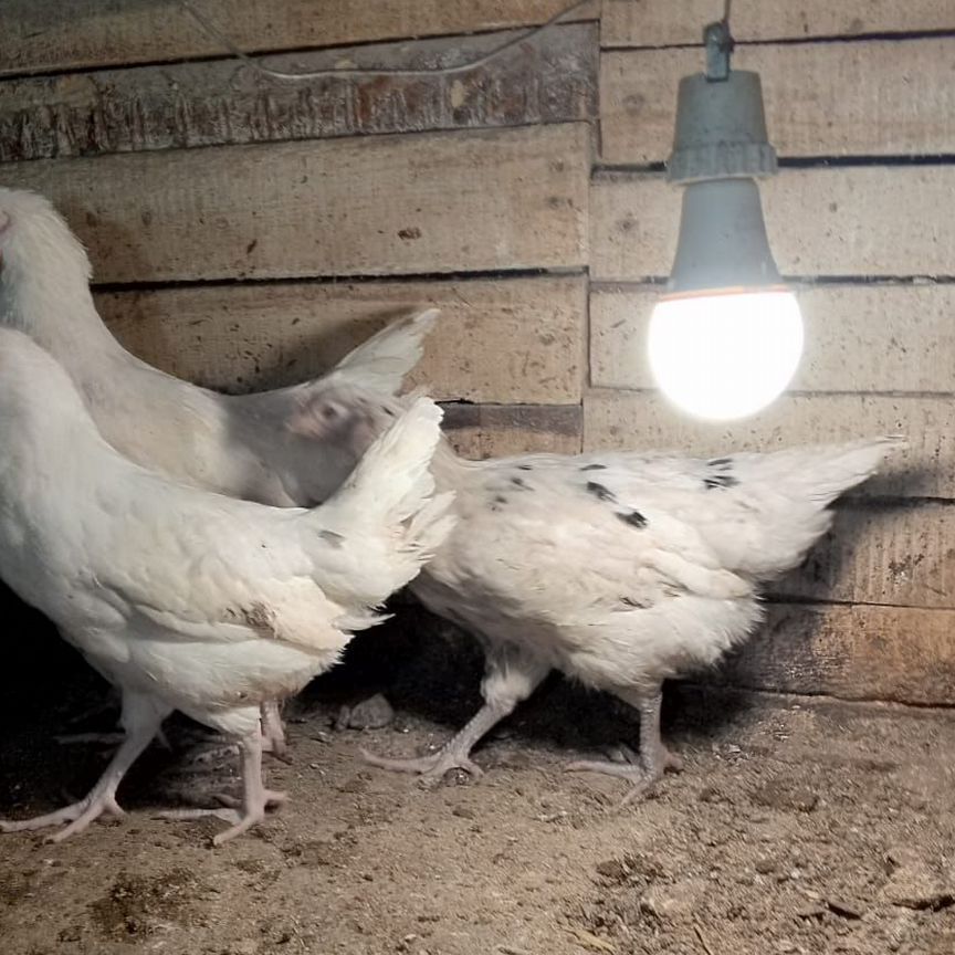 Куры молодки несушки легорны