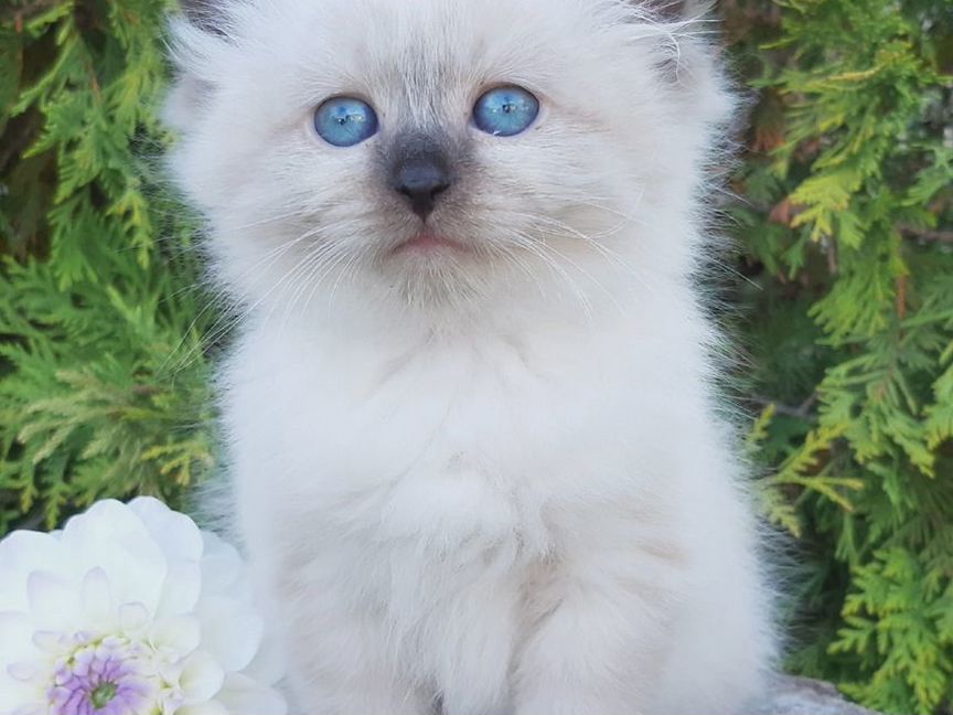 Невские пушистики